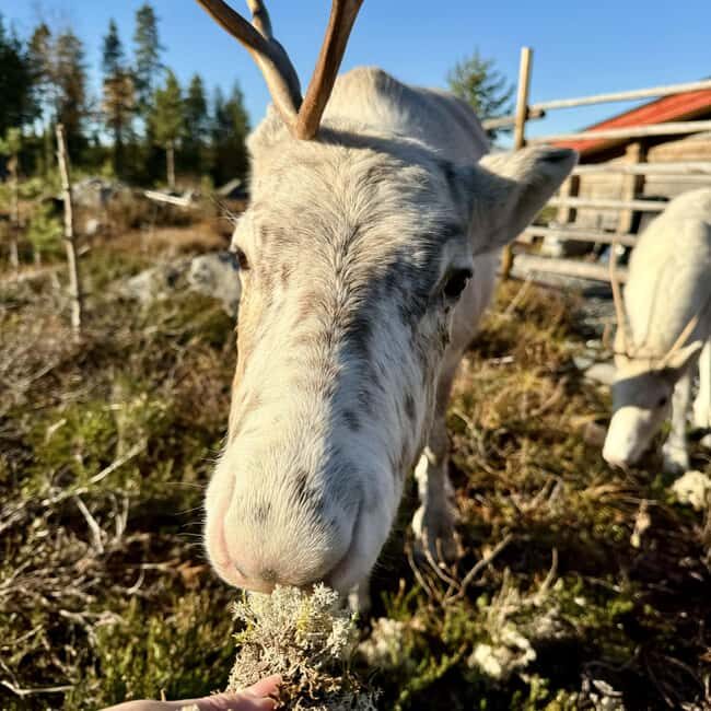 Rovaniemi: Visit Authentic Family-owned Reindeer Farm - An In-Depth Look at the Reindeer Farm Visit