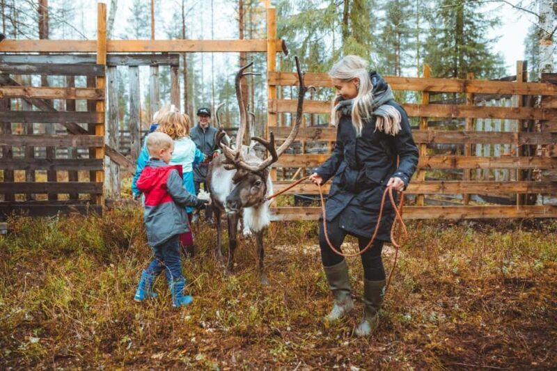 Rovaniemi: Walk with Reindeer - Price and Value
