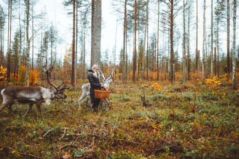 Rovaniemi: Walk with Reindeer - FAQs