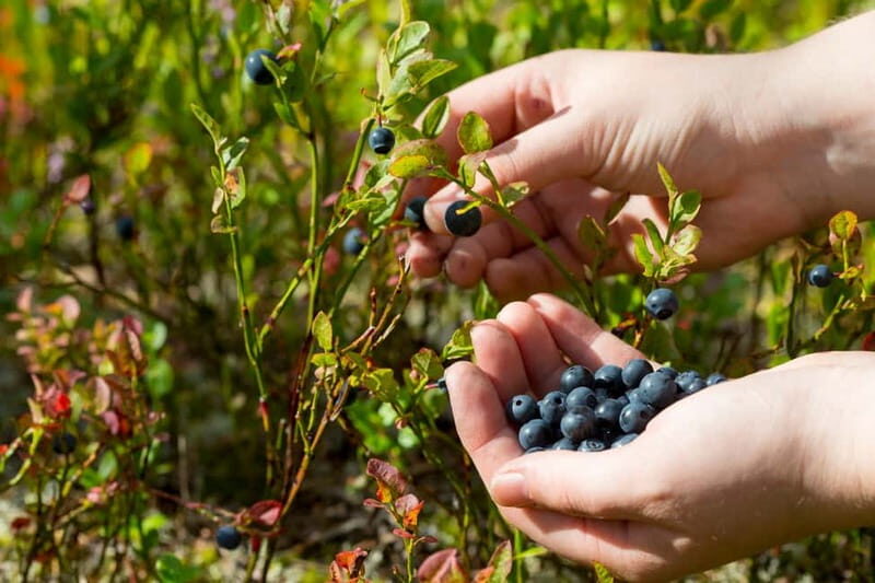 Rovaniemi: Wild Berry Picking and Juice Making - Key Points