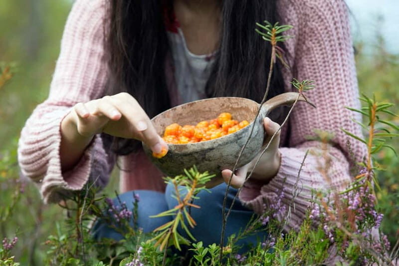 Rovaniemi: Wild Berry Picking and Juice Making - An Introduction to the Wild Berry Picking Tour