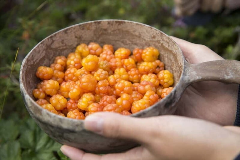 Rovaniemi: Wild Berry Picking and Juice Making - Transportation and Practicalities