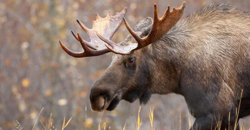 Rovaniemi: Wild Moose Safari - An Honest Look at the Moose Safari Experience