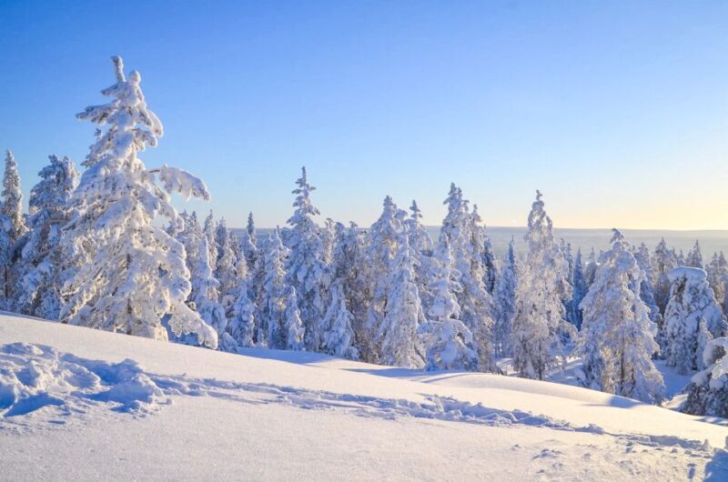 Rovaniemi: Wilderness Tour - Comfort and Convenience