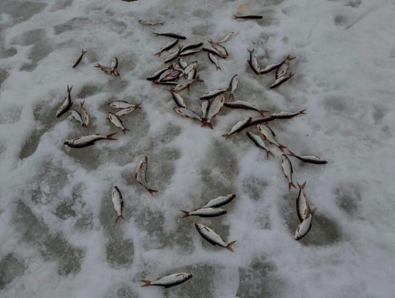 Rovaniemi: winter ice fishing tour - Practical Tips for Participants