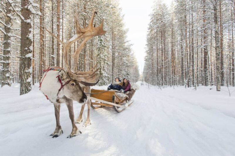 Rovaniemi: Winter Snowshoeing, Reindeer & Husky Sleigh Ride - Key Points