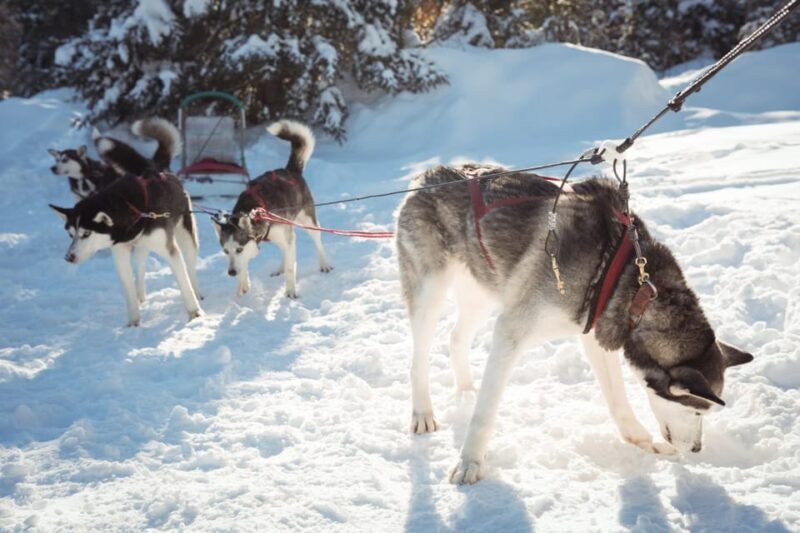 Rovaniemis Magical Christmas Tour: Santas Home - An Impressive Introduction to Arctic Christmas