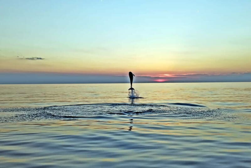 Rovinj: Dolphin Watching Sunset Speedboat Tour with Drinks - Key Points