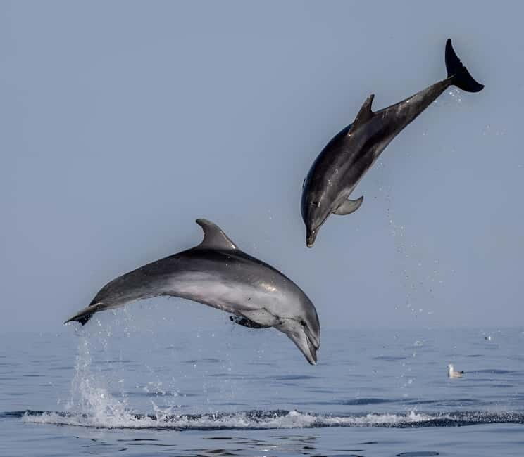 Rovinj: Dolphin Watching Sunset Speedboat Tour with Drinks - Who Will Love This Tour?