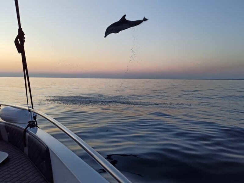 Rovinj: Dolphin Watching Sunset Speedboat Tour with Drinks - FAQ
