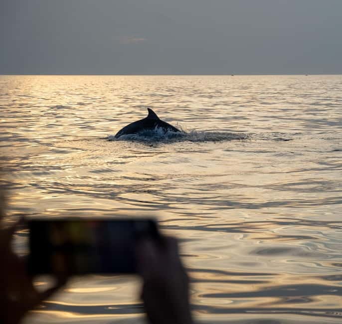 Rovinj: Dolphins at Sunset & Island Swimming Speedboat Tour - Whats Included and Whats Not