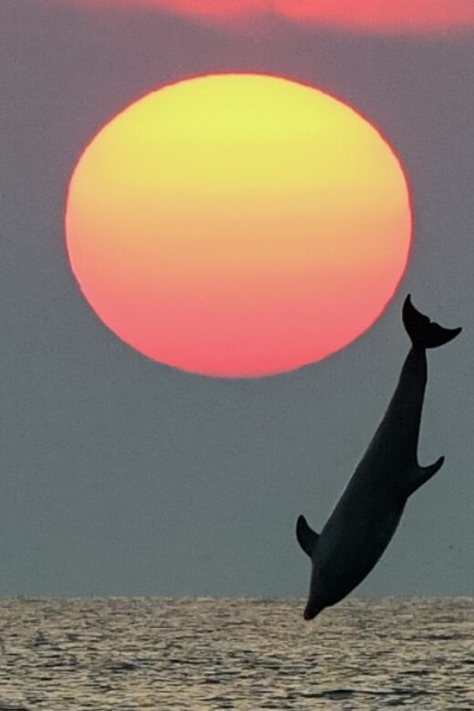 Rovinj: Family Friendly Dolphin Watching Tour - Rovinj: Family Friendly Dolphin Watching Tour
