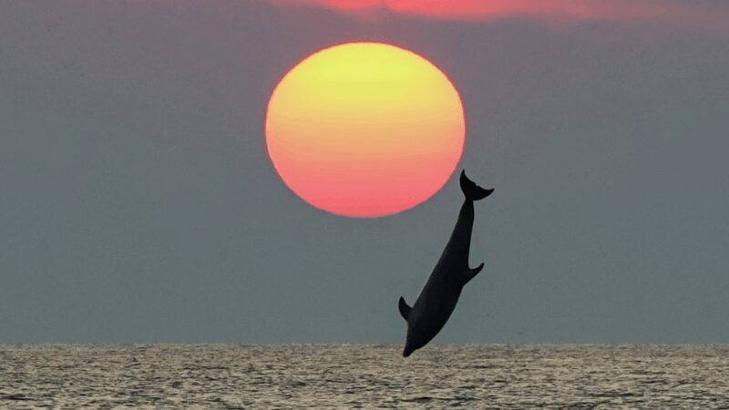 Rovinj: Family Friendly Dolphin Watching Tour - The Experience in Detail