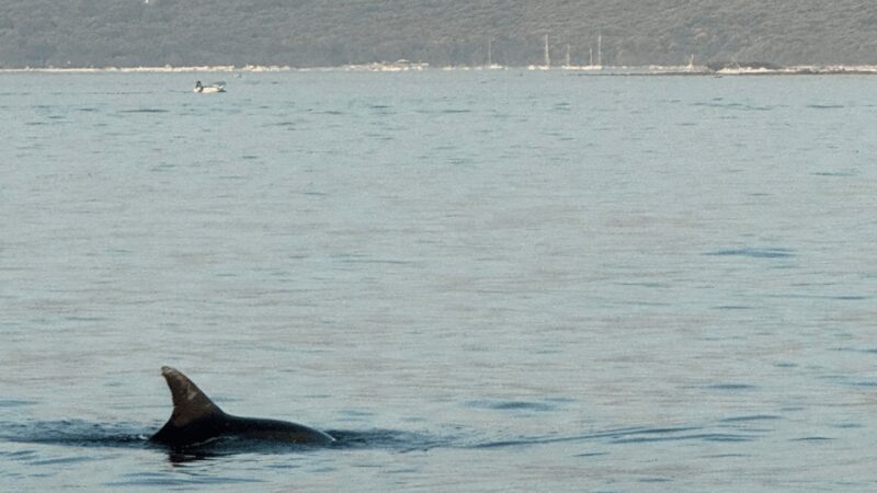 Rovinj: Family Friendly Dolphin Watching Tour - Authentic Reviews: What Travelers Say