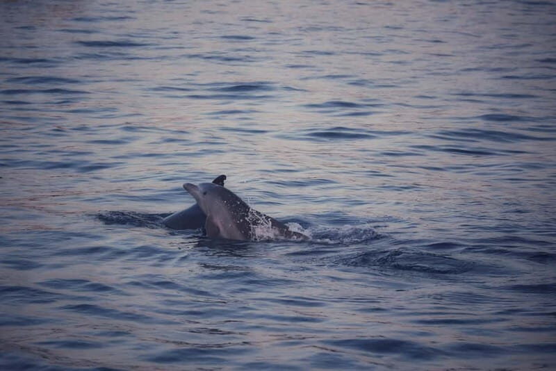 Rovinj: Fish picnic with sunset and dolphin watching - What to Expect Throughout the Tour