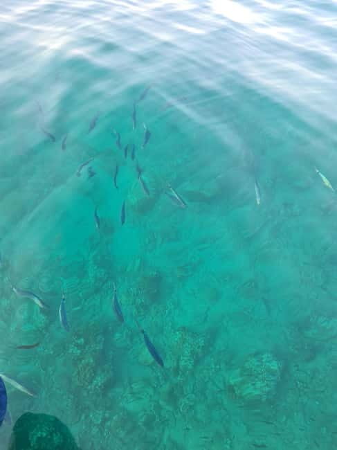 Rovinj Islands: 3-Hour Tour with Swimming and Snorkeling - The Real Value of This Tour