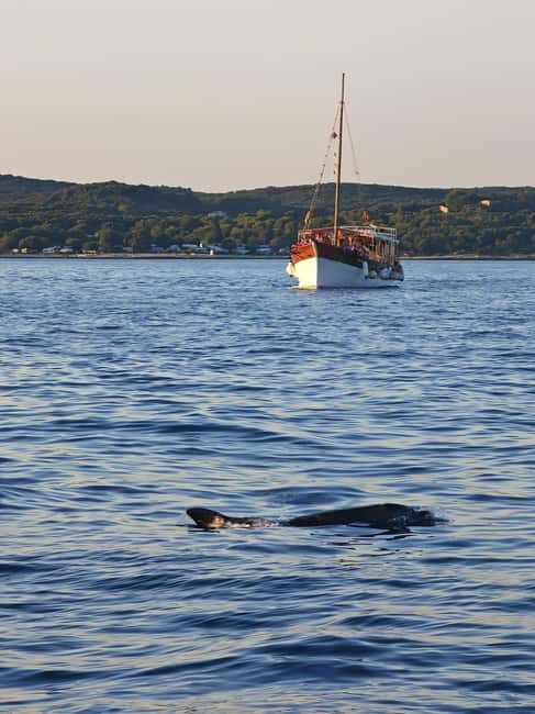 Rovinj: Red Island & Lim Fjord boat tour with BBQ & Swimming - A Thoughtful Dive into the Rovinj Boat Tour Experience