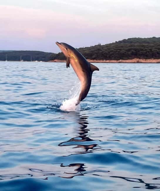 Rovinj: Shared Dolphin and Sunset Tour with Drinks - An In-Depth Look at the Rovinj Dolphin and Sunset Tour