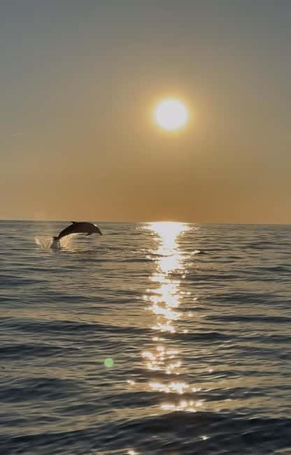 Rovinj: Shared Dolphin and Sunset Tour with Drinks - Practical Tips for Participants