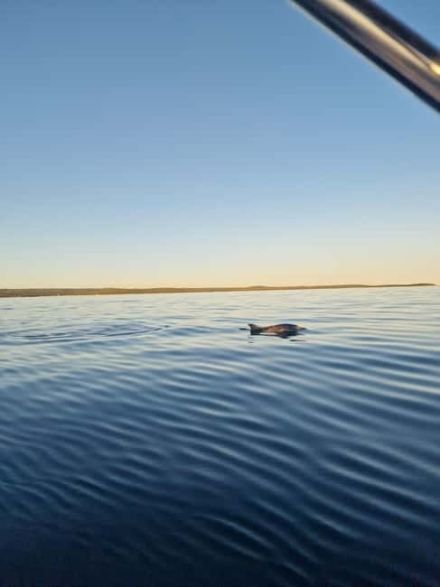 Rovinj: Shared Dolphin and Sunset Tour with Drinks - FAQ