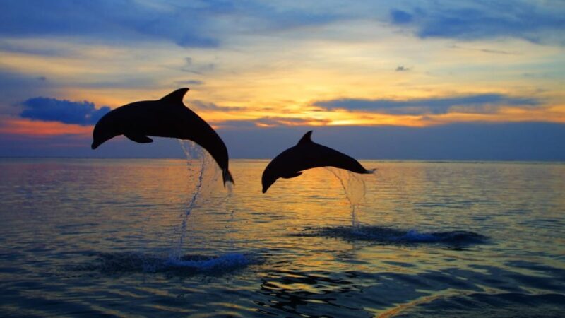 Rovinj: Sunset Speedboat Tour with Dolphin Watching - Who Will Love This Tour?