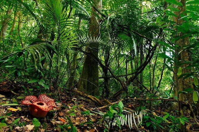 Royal Belum National Park Rainforest Exploration frm Kuala Lumpur - An Introduction to the Tour Experience