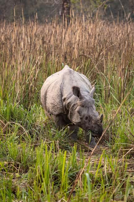 Royal Bengal Tiger & One-horned Rhino Safari in Chitwan - An In-Depth Look at the Safari Experience