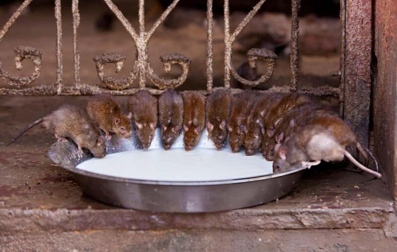 Royal Bikaner: Guided Full-Day City Tour with Hotel Pickup - FAQs