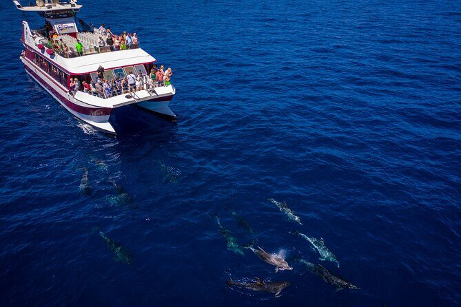 Royal Delfin - 2Hour Sustainable Dolphin & Whale Watching Mini Cruise - The Itinerary in Detail