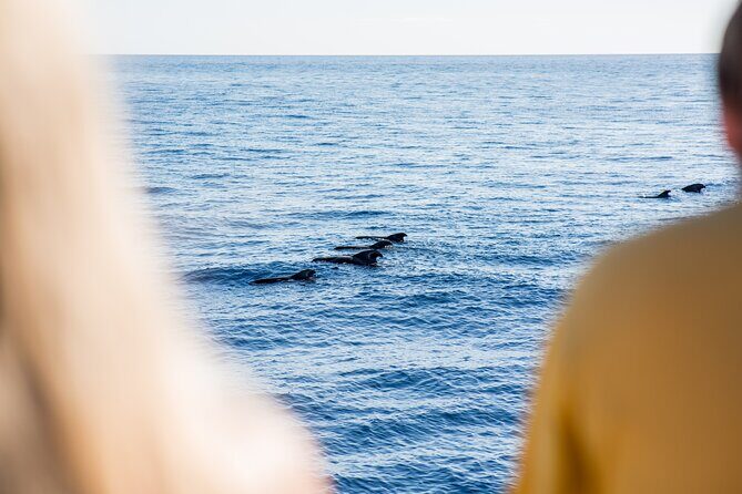 Royal Delfin - 2Hour Sustainable Dolphin & Whale Watching Mini Cruise - The Pros and Cons