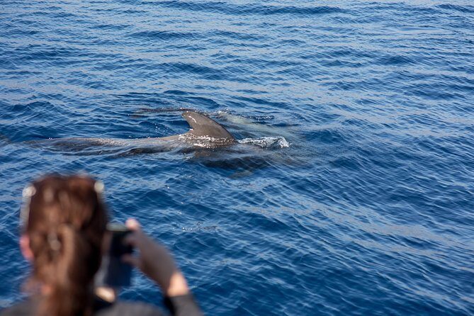 Royal Delfin - 2Hour Sustainable Dolphin & Whale Watching Mini Cruise - Who Will Love This Tour?