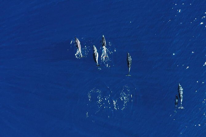 Royal Delfin 3H Dolphin & Whale Watching! Swimming & Lunch! - The Itinerary and What You Can Expect