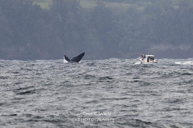 Royal Humpback Whale Exploration - Key Points
