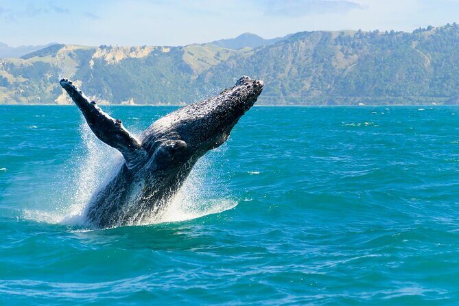 Royal Humpback Whale Exploration - An Honest Look at the Whale Watching Tour