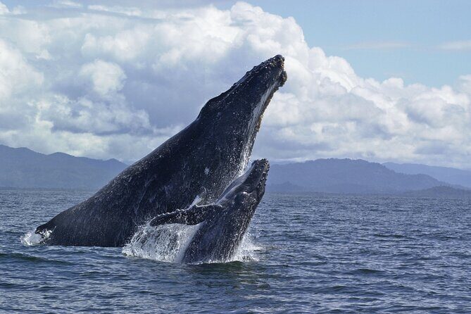 Royal Humpback Whale Exploration - FAQs