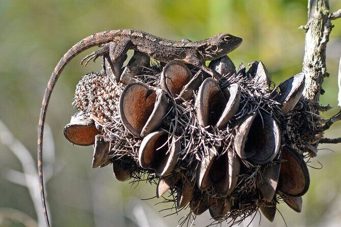 Royal National Park Wilderness Half-Day from Sydney with Picnic - Who Will Love This Tour?