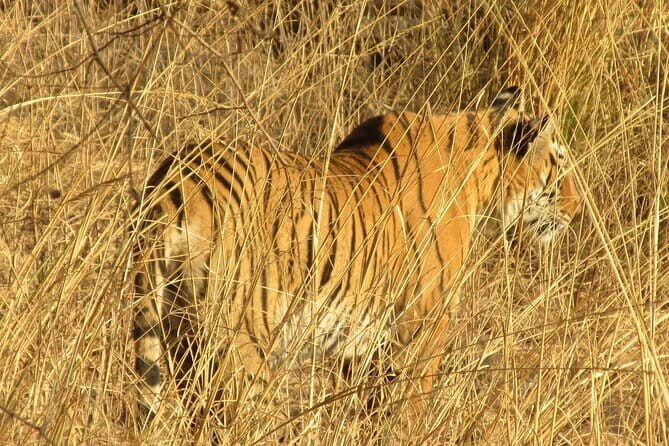 Royal Trails of Jaipur (Guided Full Day Sightseeing City Tour) - Authentic Experiences & Traveler Feedback