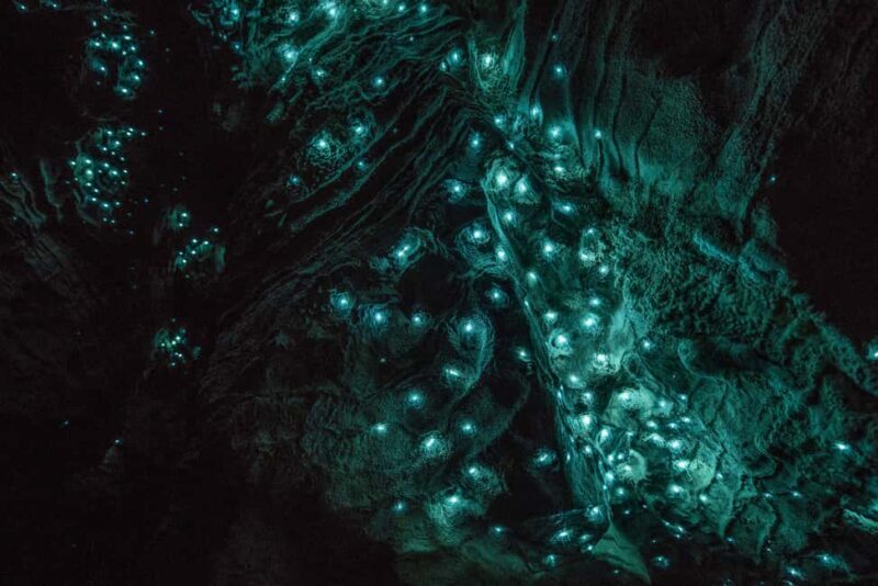 RUAKURI CAVES & HAMILTON GARDENS - Day Tour from Auckland - Authentic Experiences & Traveler Insights