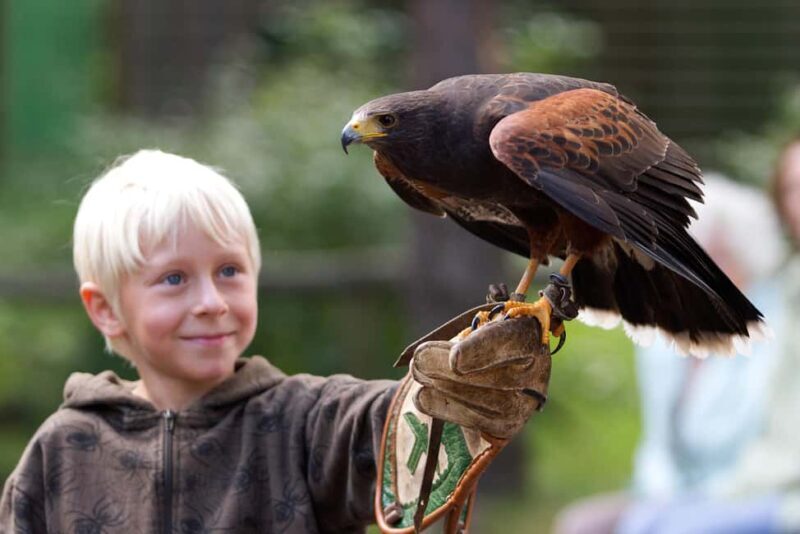 Ruhla: Ticket for a flight show with eagles, owls, and more. - What to Expect During the Tour