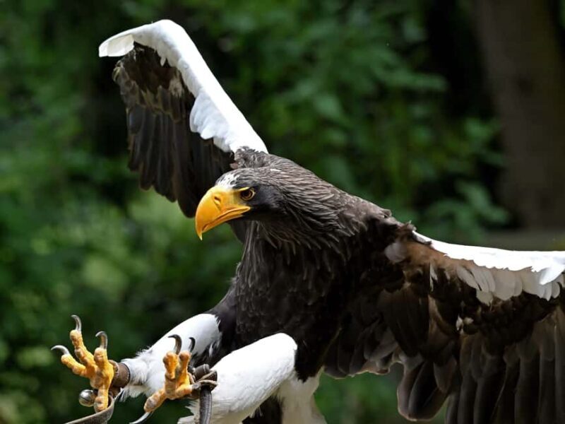 Ruhla: Ticket for a flight show with eagles, owls, and more. - Benefits for Families and Wildlife Enthusiasts