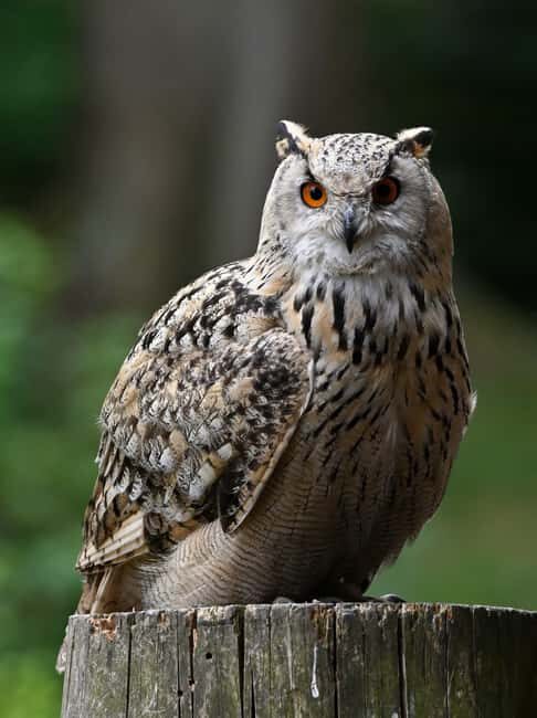 Ruhla: Ticket for a flight show with eagles, owls, and more. - FAQ