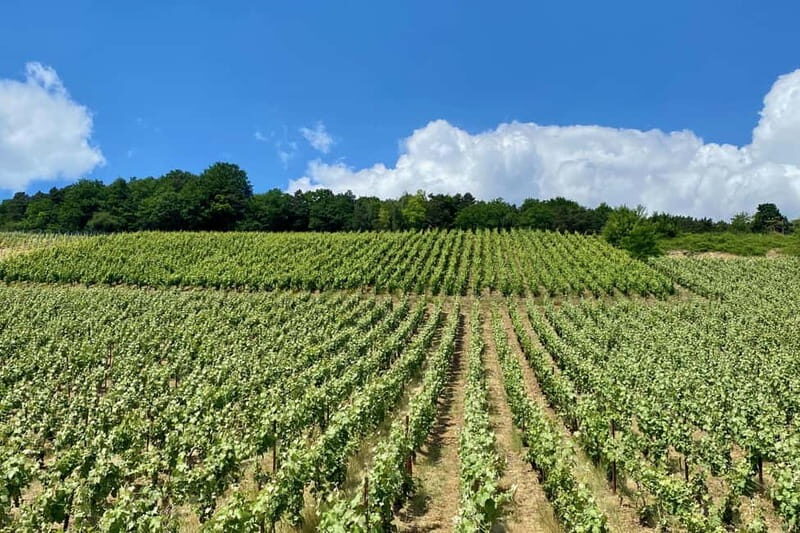 Ruinart Champagne Half day Private trip from Paris - Key Points