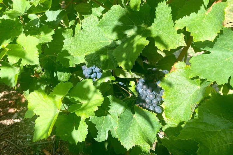 Ruinart Champagne Half day Private trip from Paris - Final Thoughts: Is This Tour Right for You?