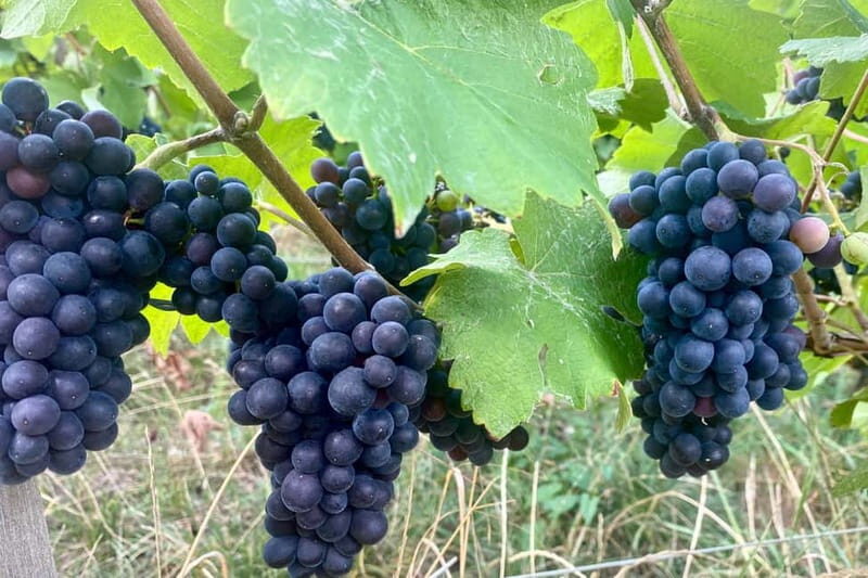 Ruinart Champagne Half day Private trip from Paris - Frequently Asked Questions (FAQs)
