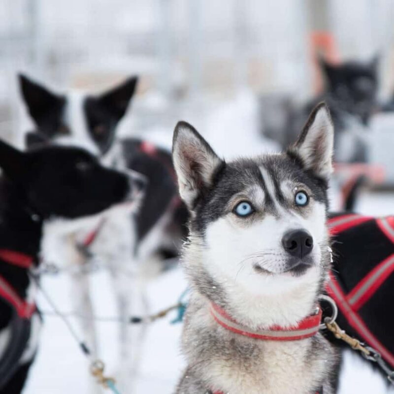 Ruka: Husky Ride and Farm Visit + Fireside Treats - Who Is This Tour Best For?