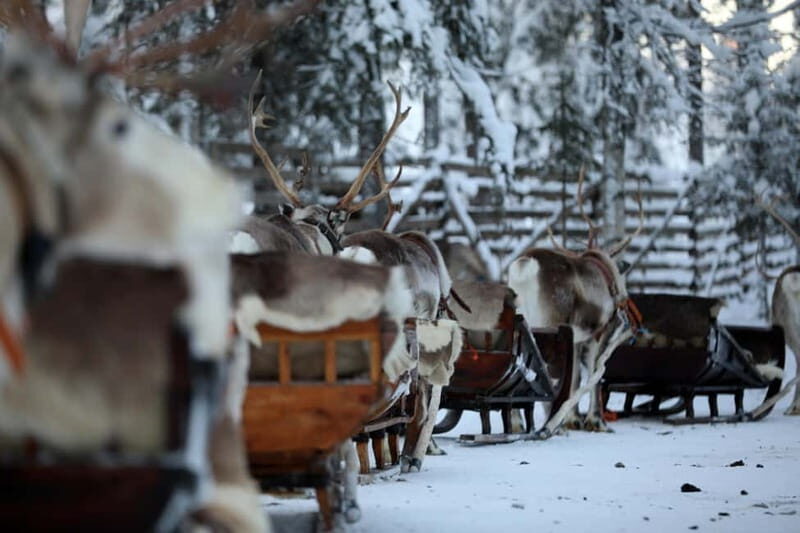 RUKA: Reindeer Feeding, Sleigh Ride & Fireside Delicacies - Key Points