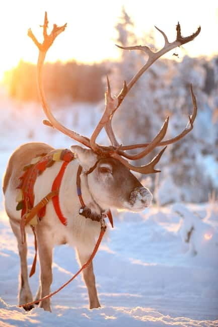 RUKA: Reindeer Feeding, Sleigh Ride & Fireside Delicacies - A Closer Look at the Experience