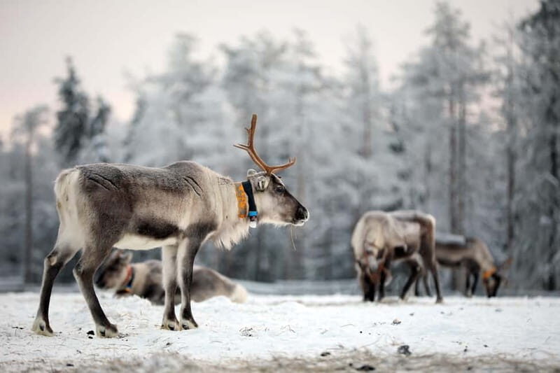 RUKA: Reindeer Feeding, Sleigh Ride & Fireside Delicacies - Authenticity and Value