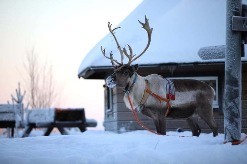 RUKA: Reindeer Feeding, Sleigh Ride & Fireside Delicacies - Who Should Consider This Tour?