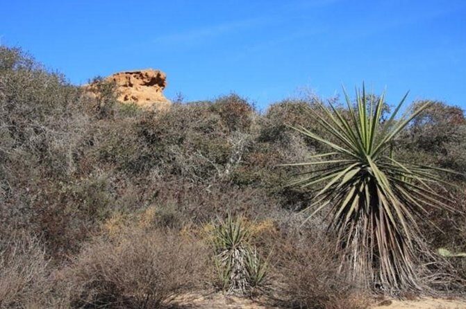 Runyon Canyon Hiking Tour - Final Verdict: Is It Worth It?